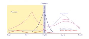 The menstrual cycle, explained - The Femedic
